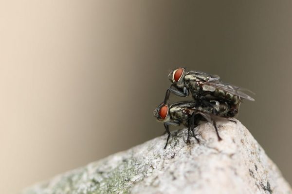 Fluorescent Camera Genetically IDs Fruit Flies - The Lab World Group