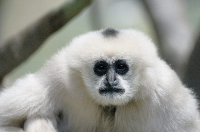 New Species Of Monkey Discovered in Brazil - The Lab World Group