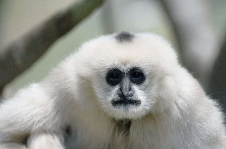New Species Of Monkey Discovered in Brazil - The Lab World Group