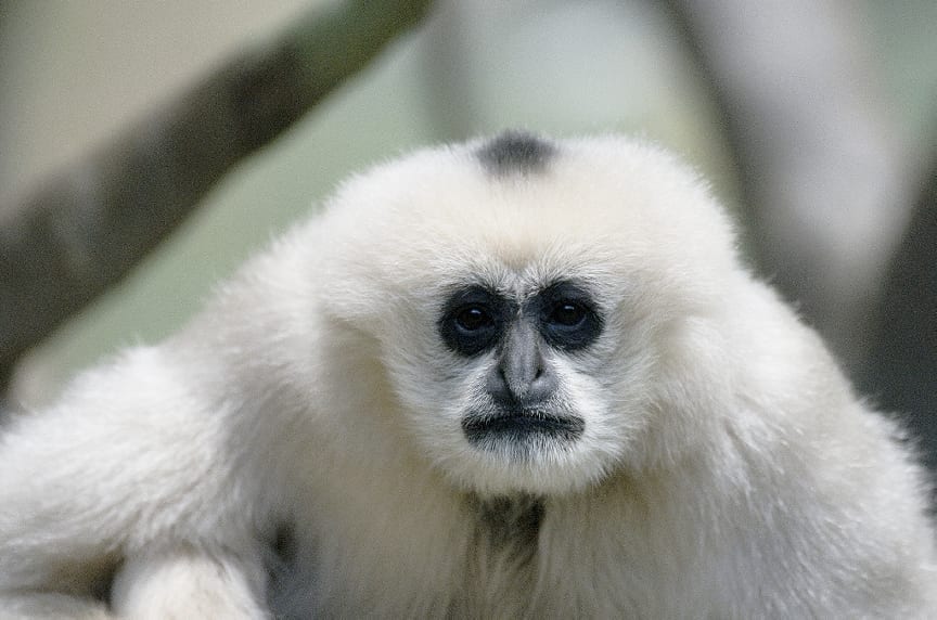 New Species Of Monkey Discovered in Brazil - The Lab World Group New Species Of Monkey Discovered in Brazil - The Lab World Group