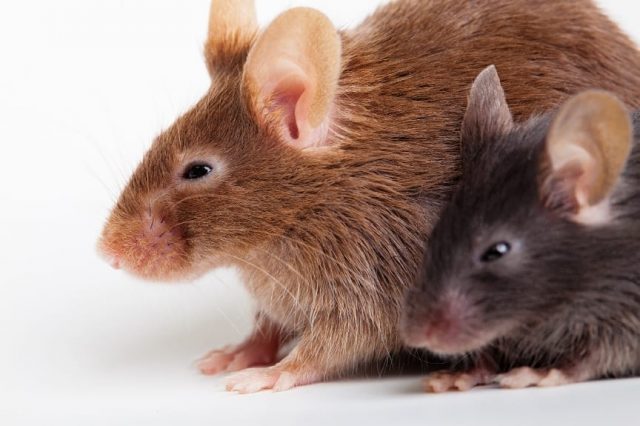 Old Mice Given Young Blood Rejuvenates Brains and Muscles - The Lab ...