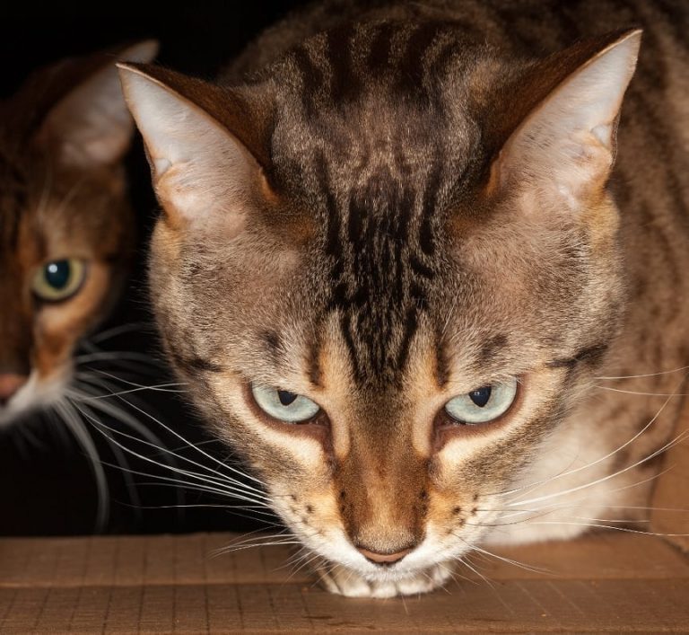 Two Faced Cat - The Lab World Group