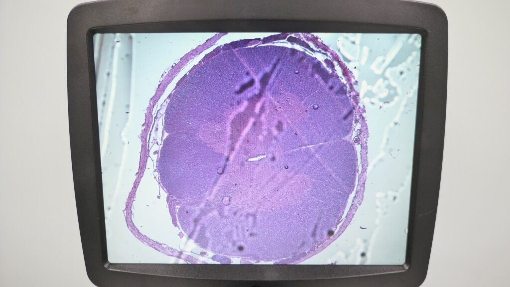 AMG EVOS Imaging Microscope - The Lab World Group