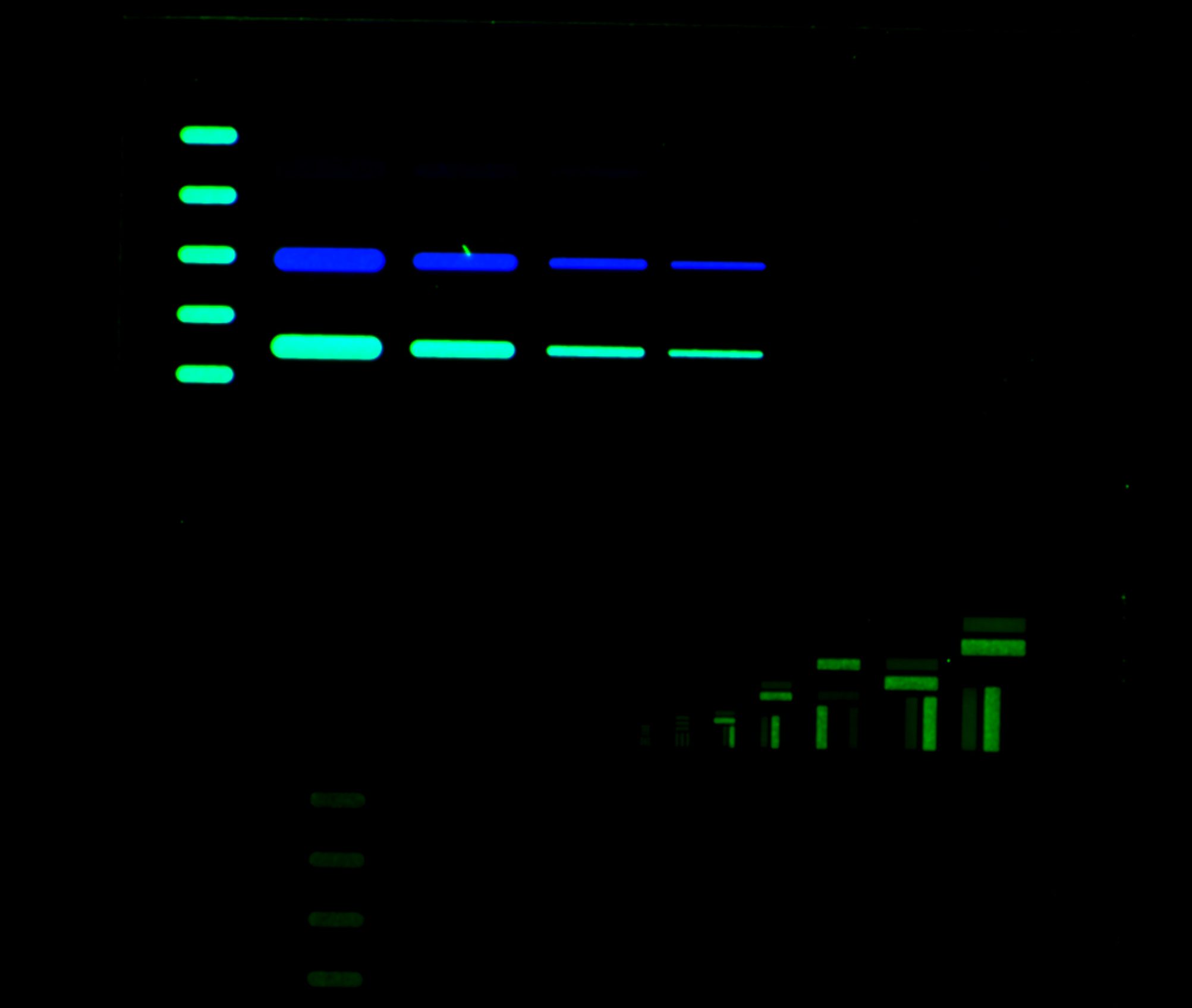 Licor Odyssey FC Imaging System - The Lab World Group