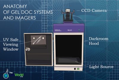 Anatomy of Gel Documentation Systems and Gel Scanners