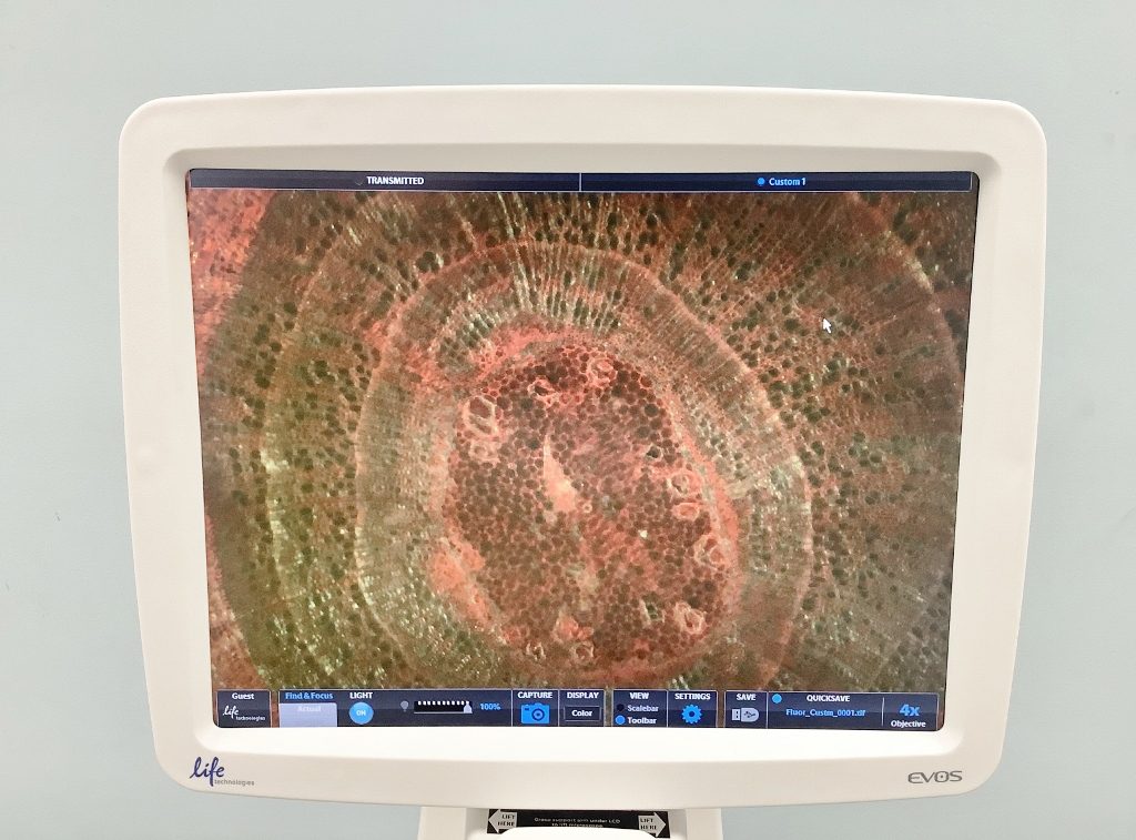 EVOS FL Digital Inverted Microscope - The Lab World Group