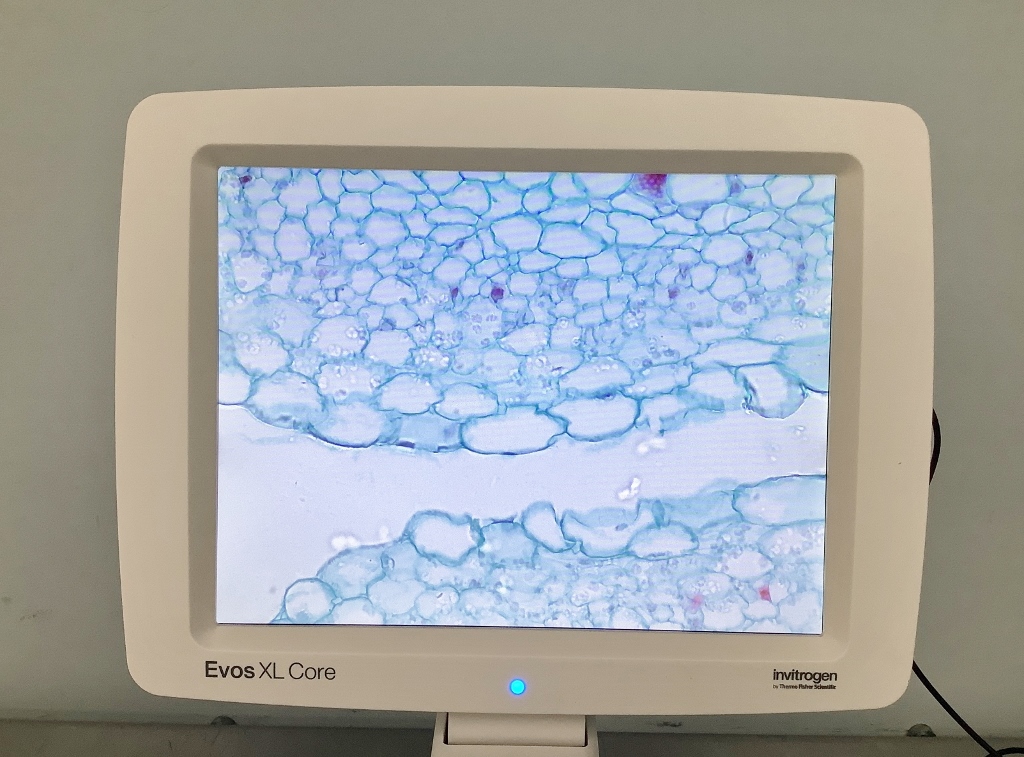 Evos XL Core Imaging System - The Lab World Group