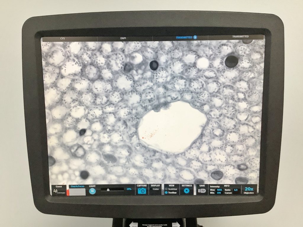 EVOS FL Digital Inverted Microscope - The Lab World Group