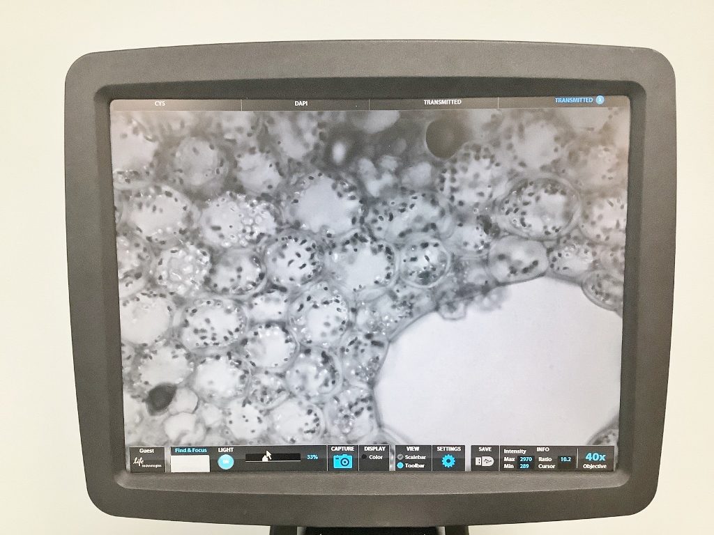 EVOS FL Digital Inverted Microscope - The Lab World Group