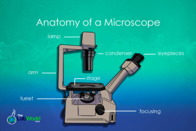Understanding the Anatomy of a Microscope - The Lab World Group
